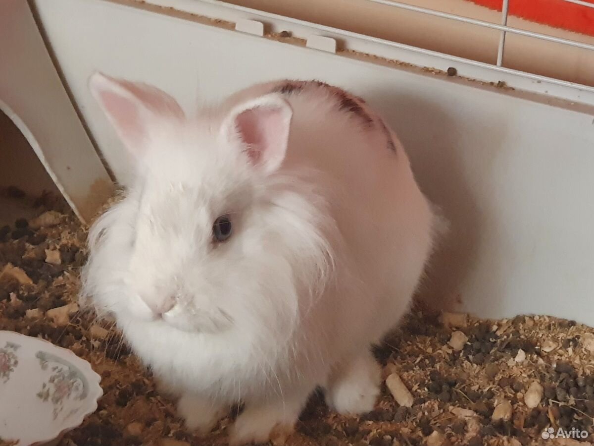 Отдам карликового крольчонка с клеткой