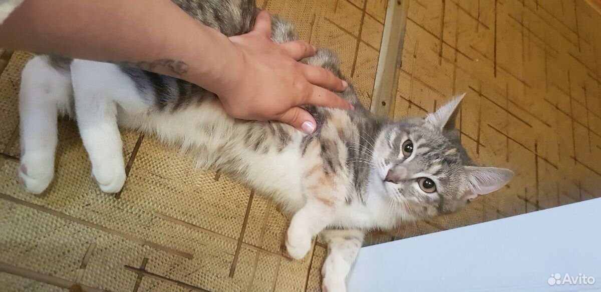 Котёнок девочка.В дар.г.Пушкин