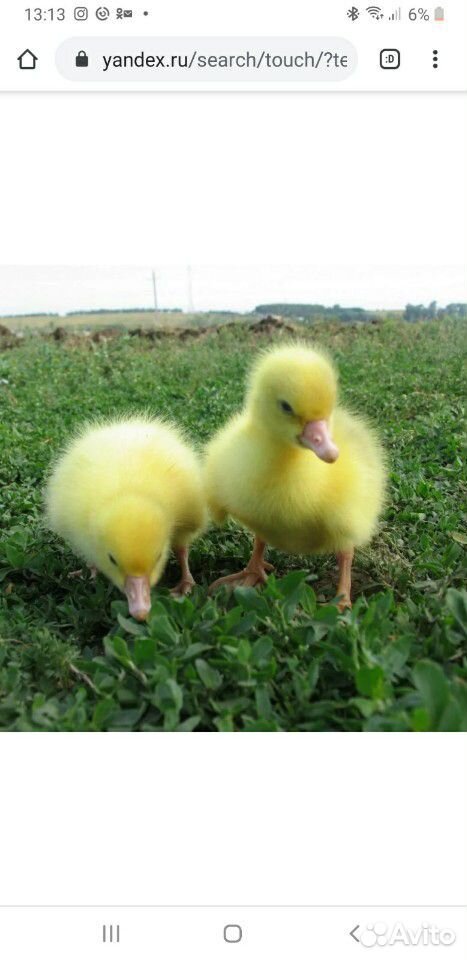 Продаются домашние гусятавозраст 7 дней. цена 200