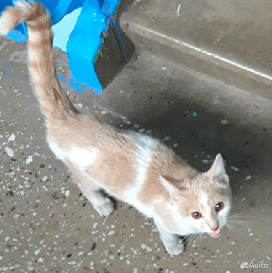 Котик ищет передержку или сразу дом