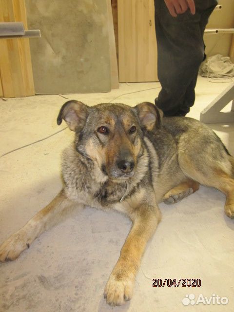 Собачка Найда на охрану дома