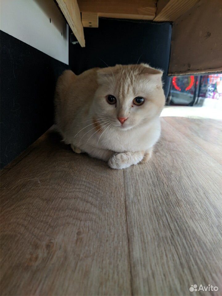 Кошка породистая
