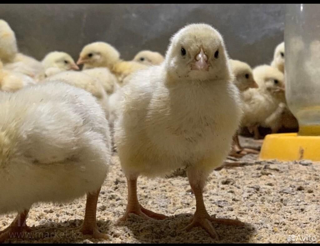 Суточные цыплята кобб-500