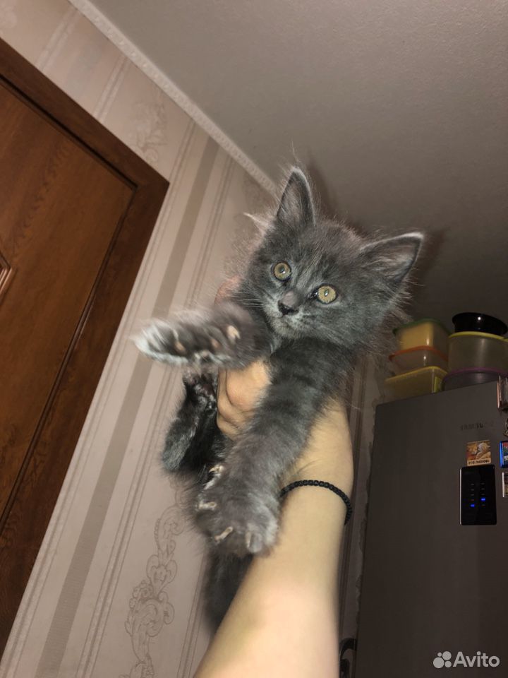 Котёнок кот