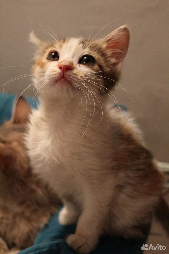 Котёнок Маняша