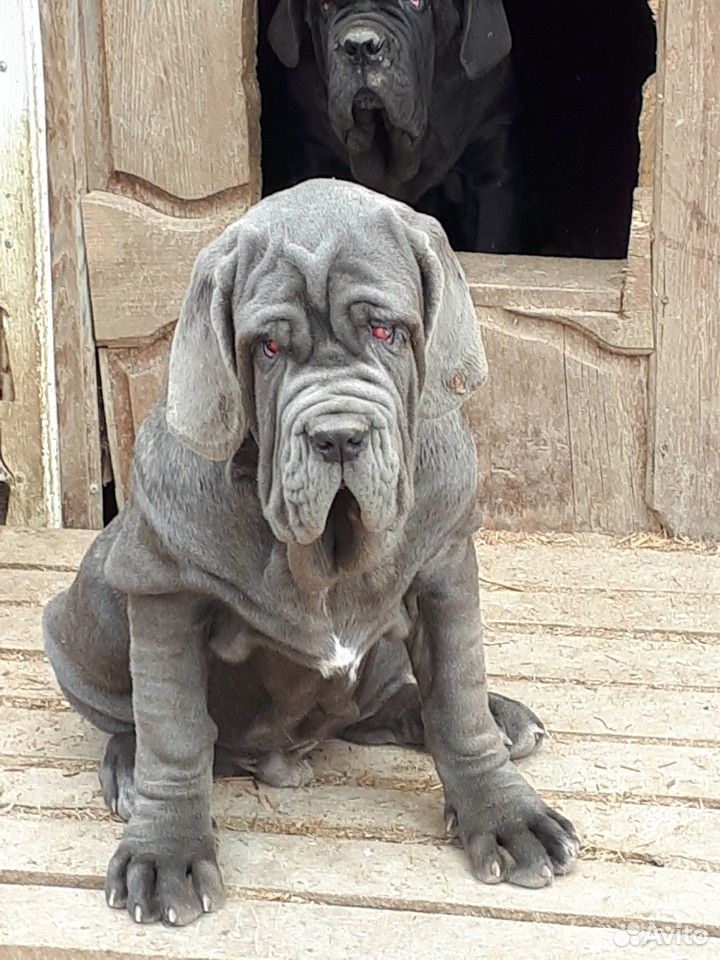 Мастино наполетано