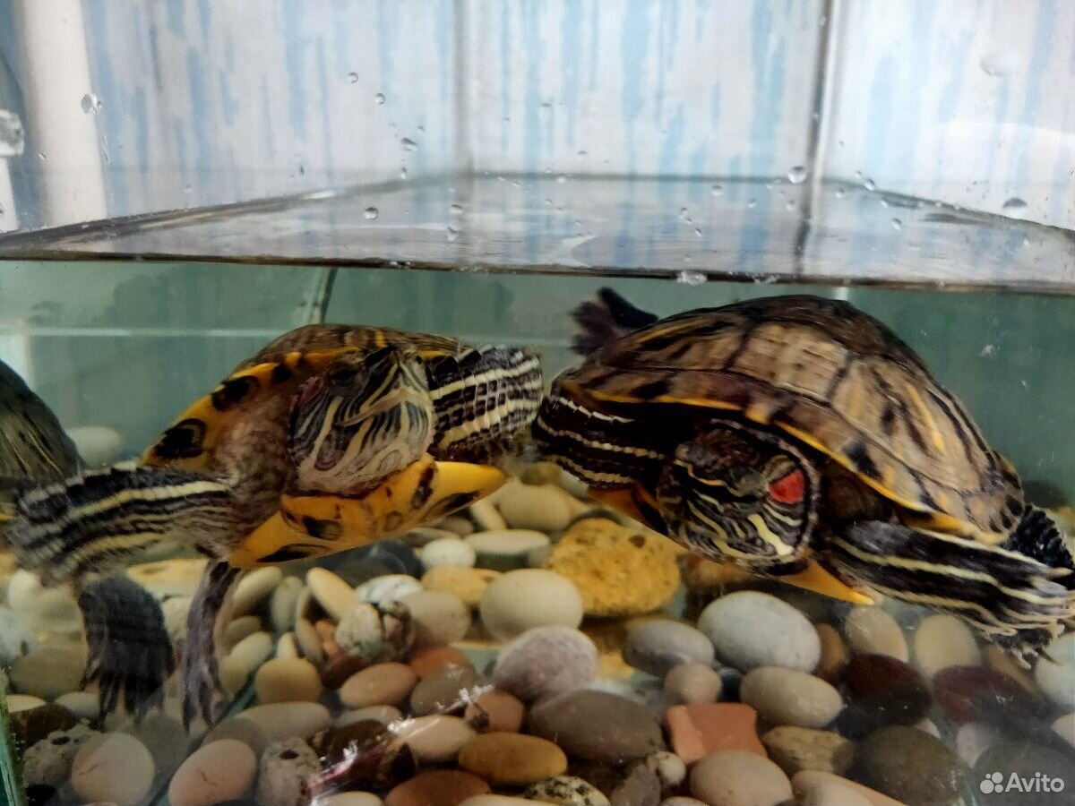 Черепахи с аквариумом и всем необходимым