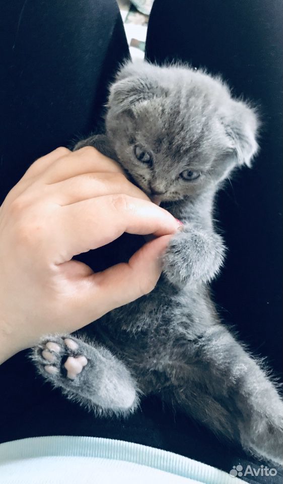 Шотландская вислоухая