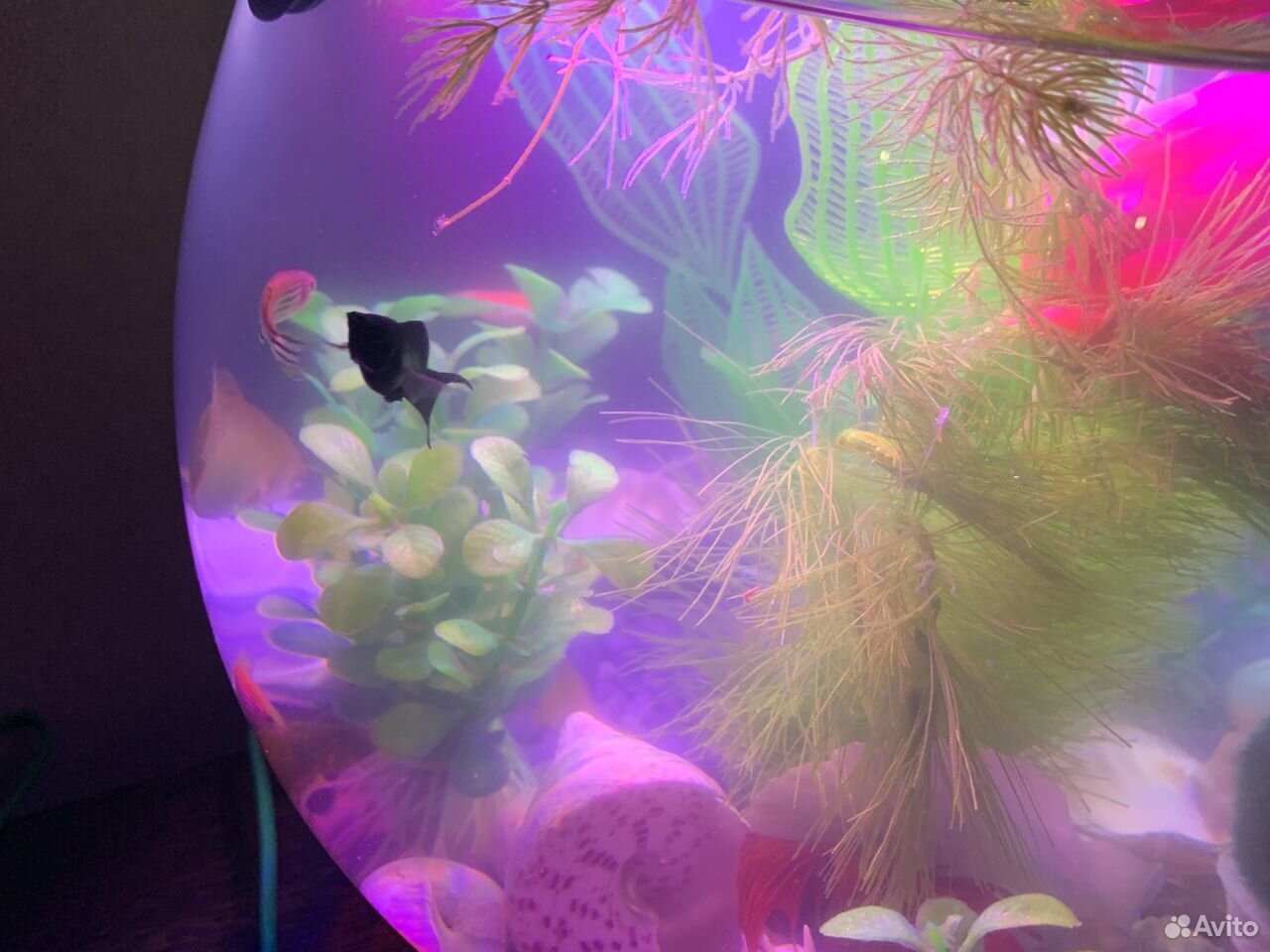 Обмен 2 Дании рерио на рака, взрослых креветок или