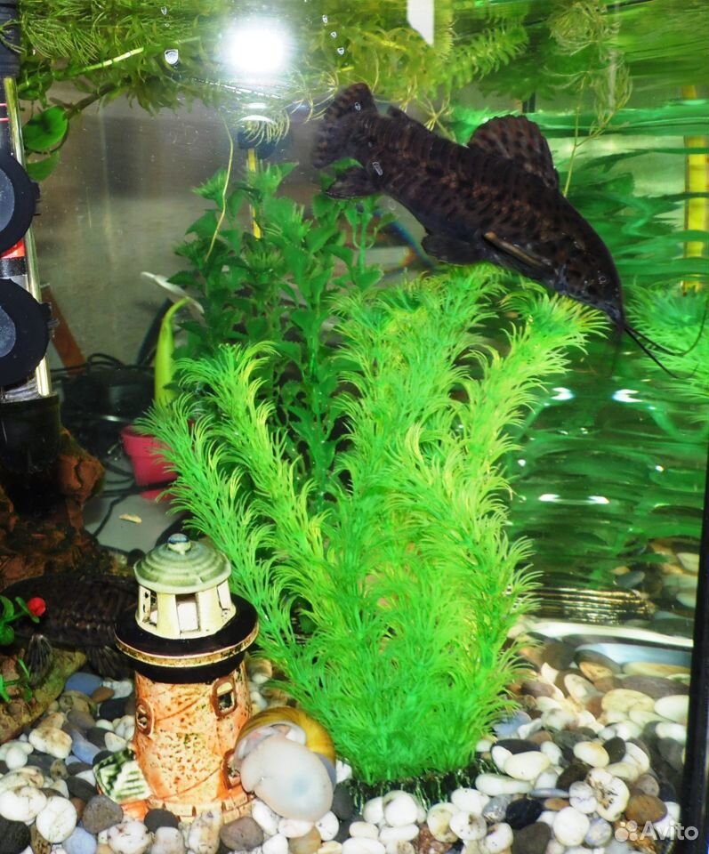 Сом таракатум