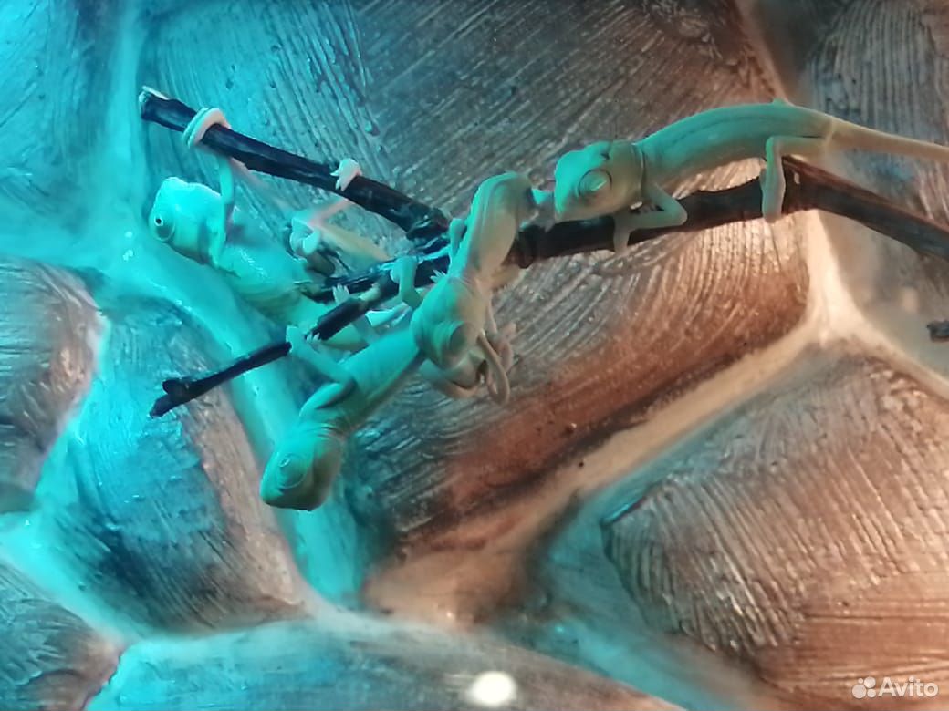 Йеменский хамелеон