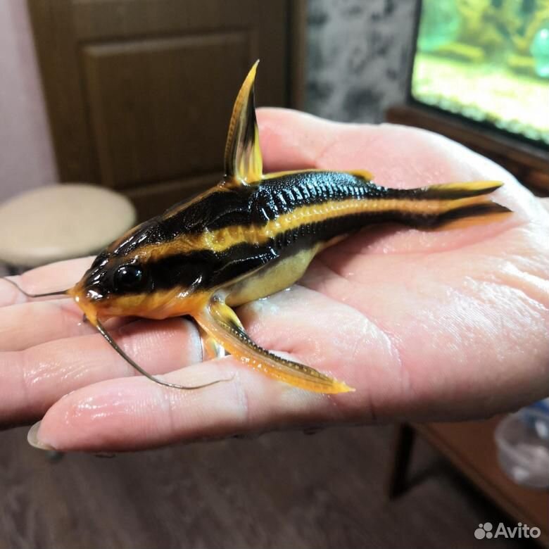 Сом Плотидорас полосатый.Поющие сомы