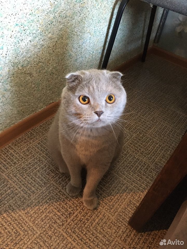 Британец вислоухий