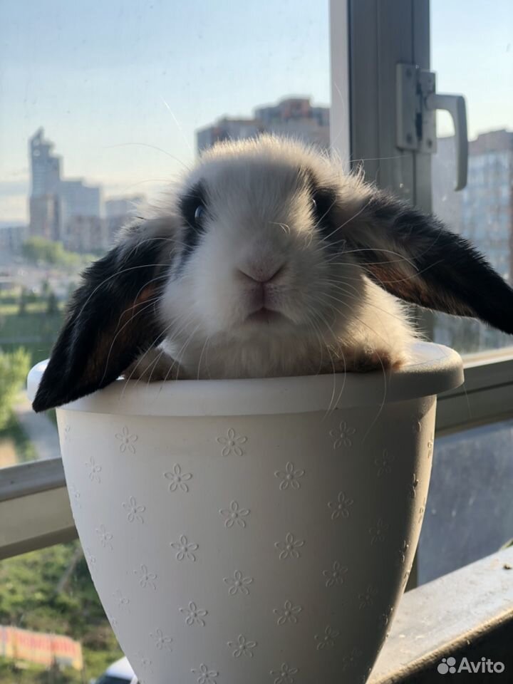 Декоративный вислоухий кролик