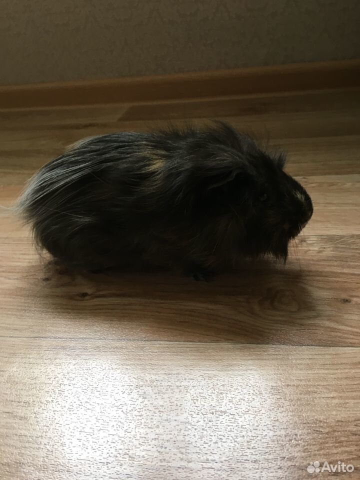 Морская свинка