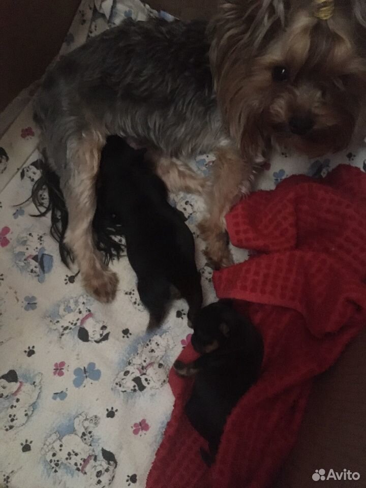 Йоркширский терьер