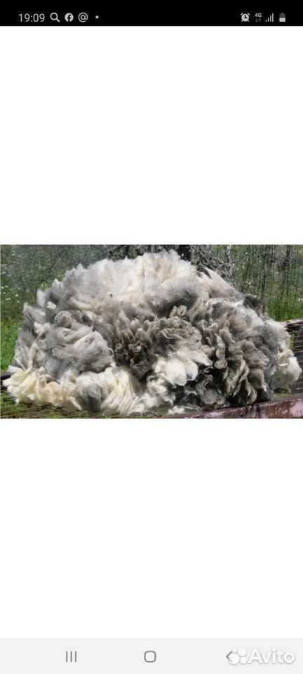 Шерсть барана,породы эдельбай, меренос,гисарские