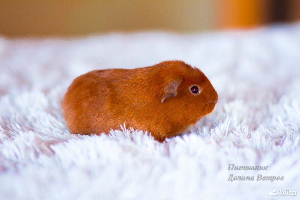 Морская свинка золотой крестед
