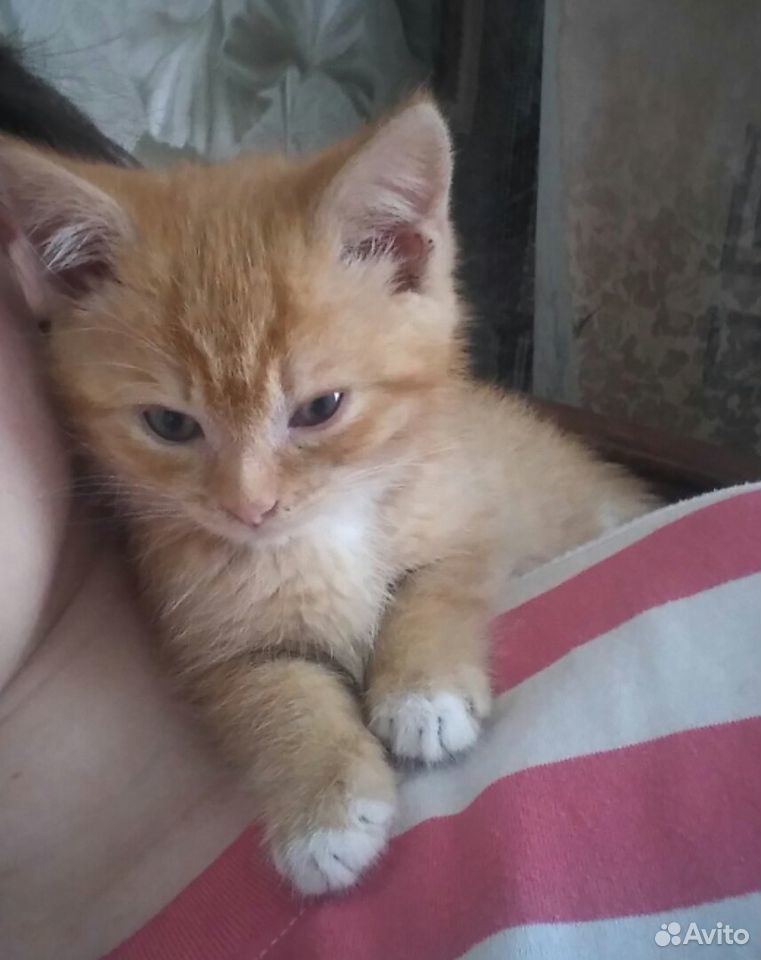 Котенок 1-1.5 месяца