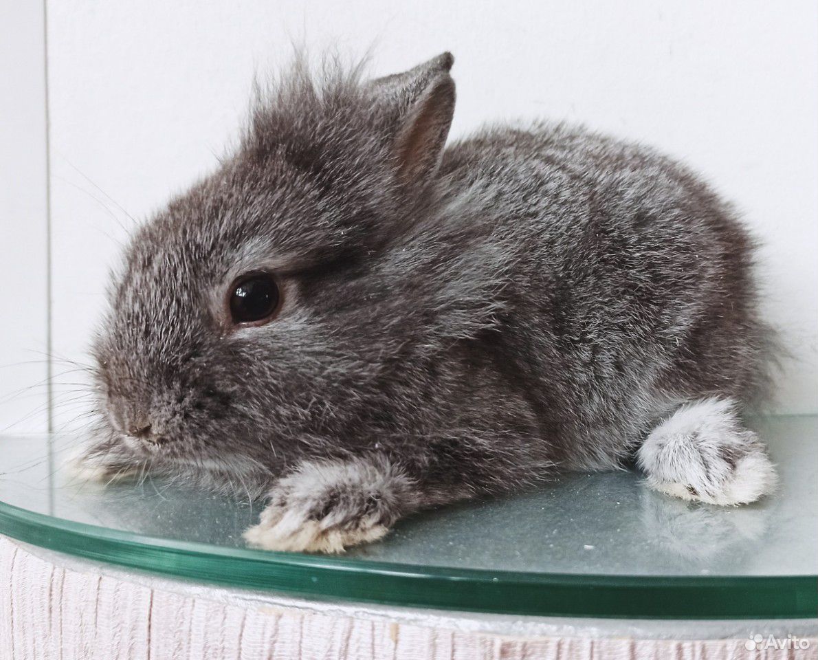 Львиноголовый крольчонок