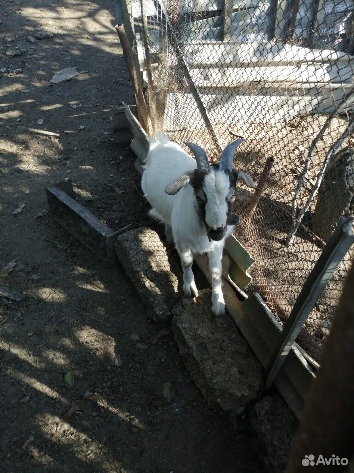 Каза и козел и двое козлят