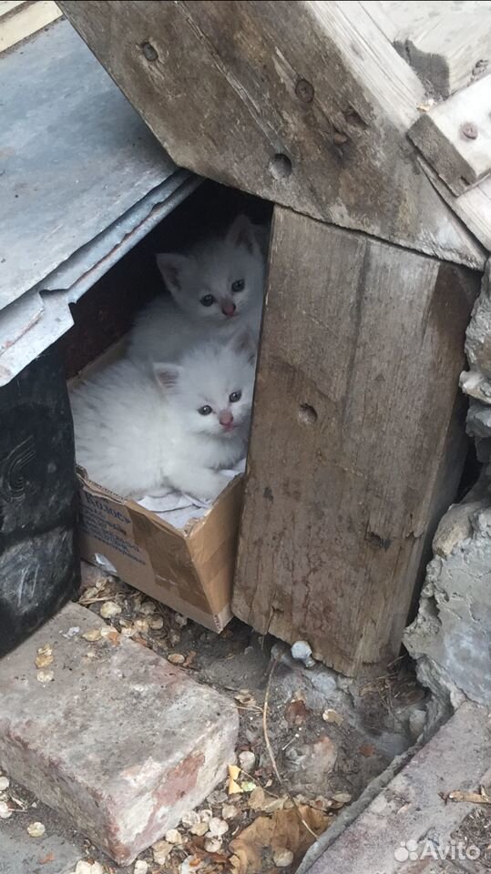 Белые котята очень красивые бесплатно