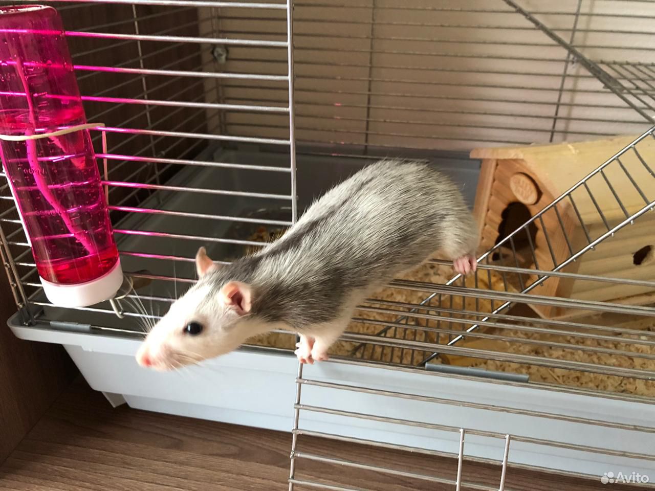 Двух замечательных крысок отдам в хорошие руки