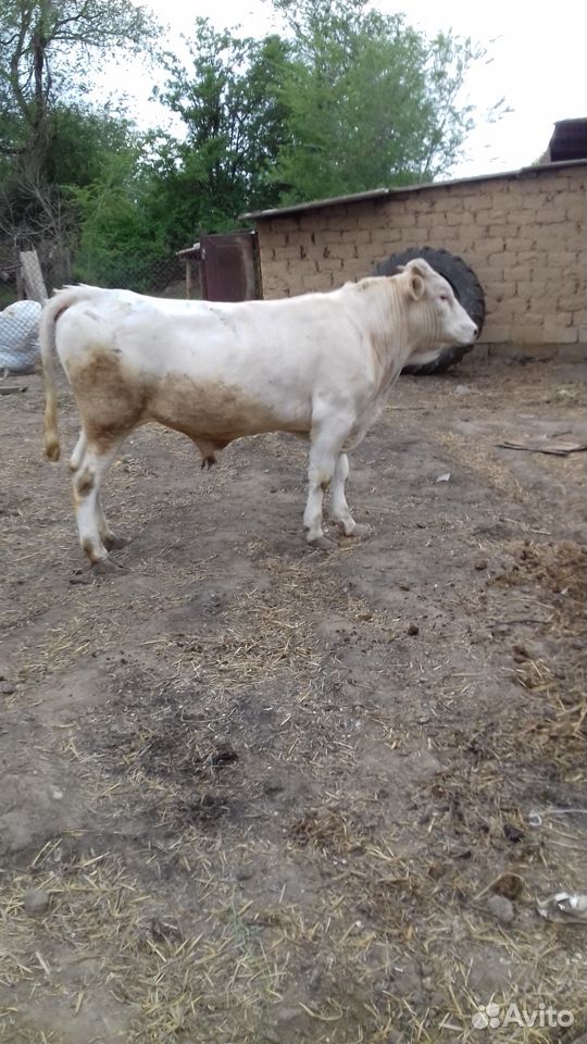 Бык на племя