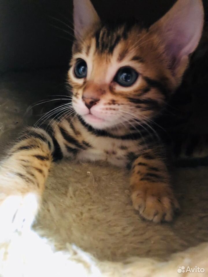 Бенгальские котята