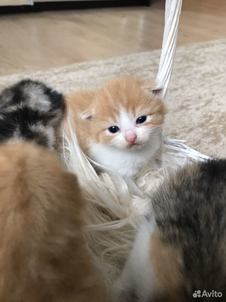 Вислоухие котята