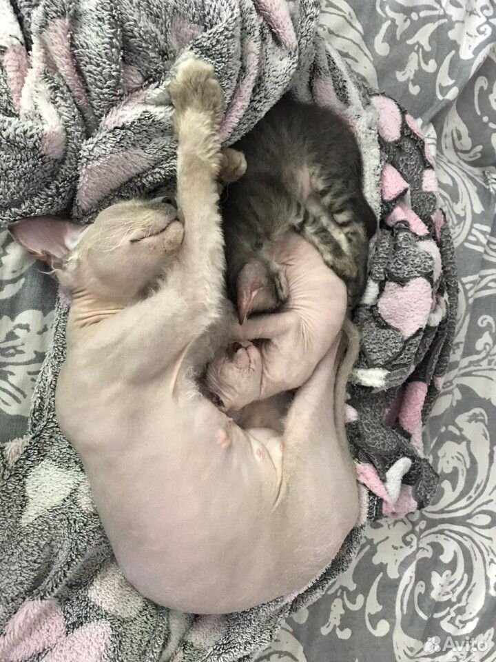 Котята Сфинкс Браш