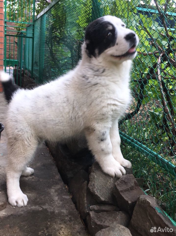 Алабайчик-девочка