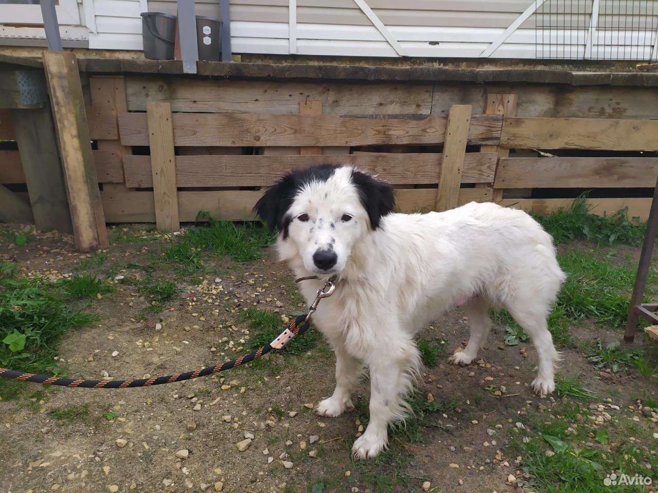 В добрые руки Кира, чудесная собака