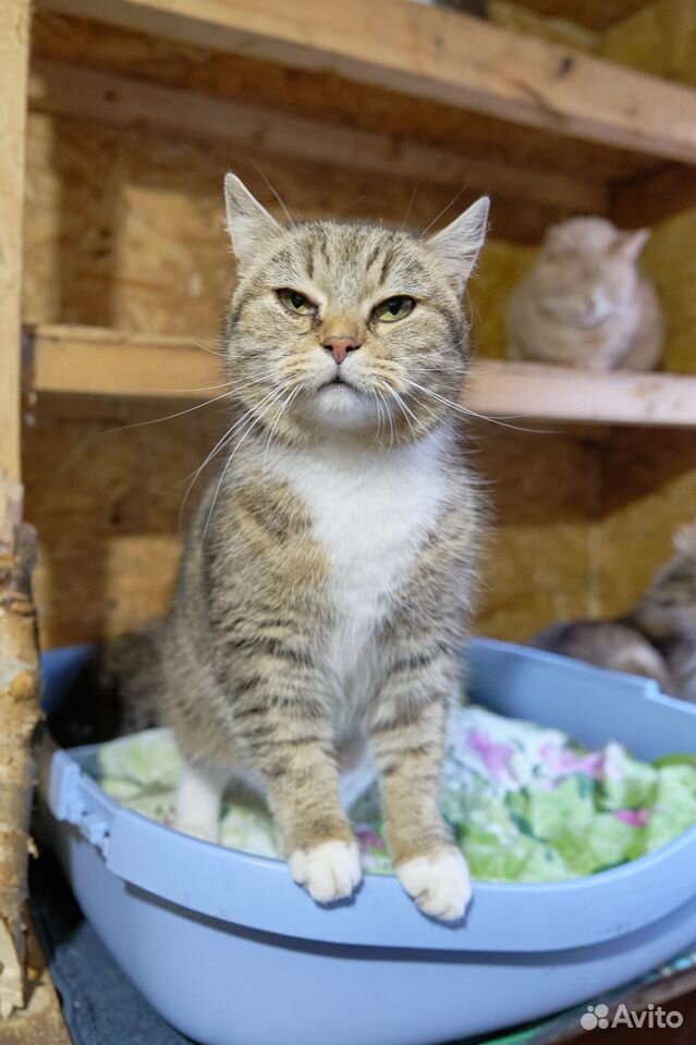 Кошка Полоска ищет дом и доброе сердце