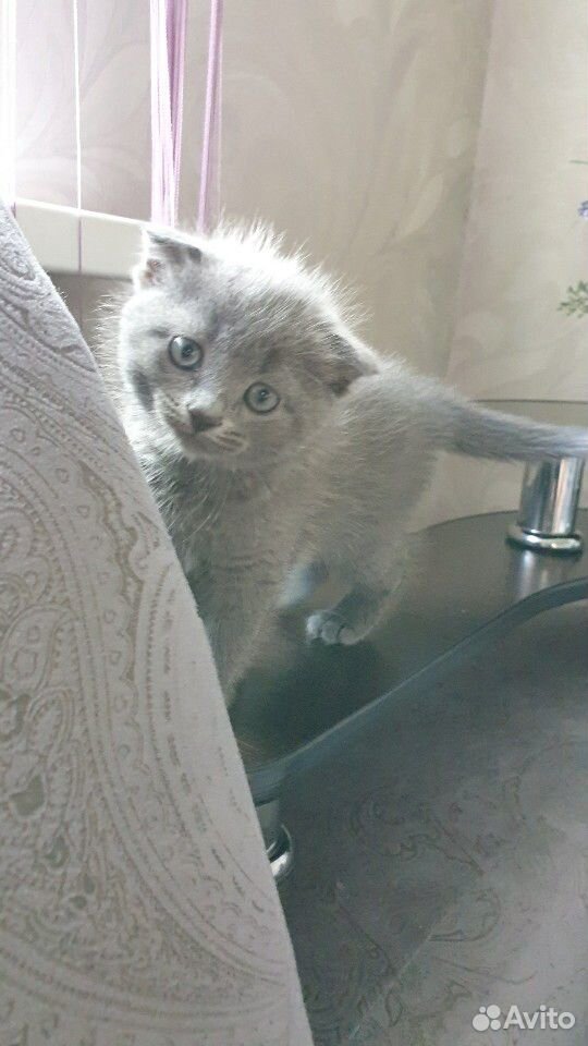 Котята в дар