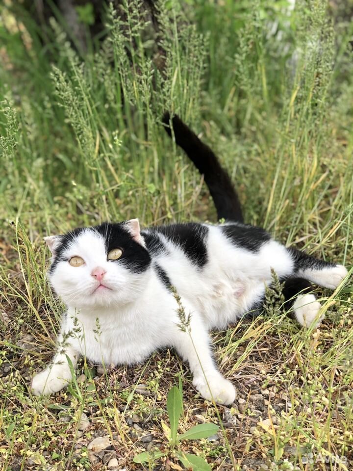 Пропала кошка
