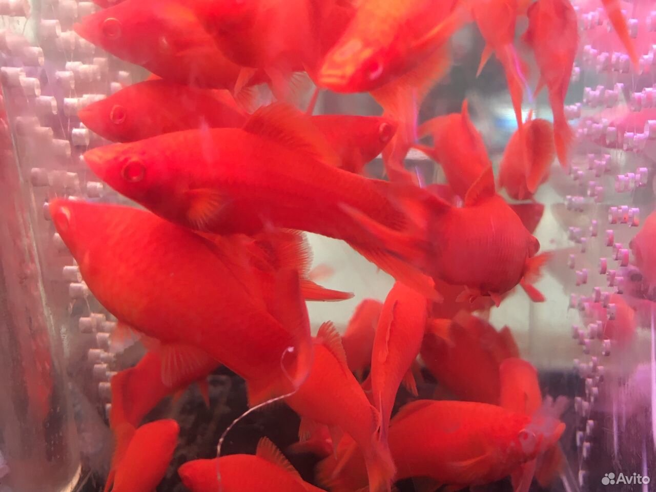 Меченосец рубин