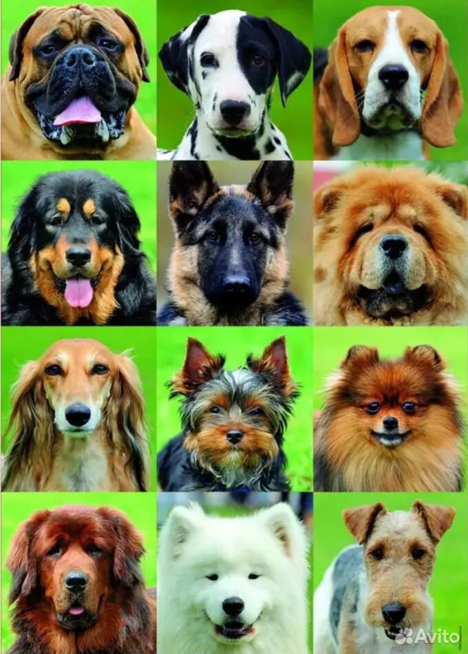 Возьму собаку