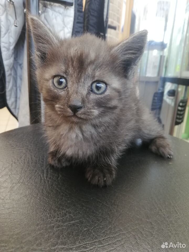 Котята