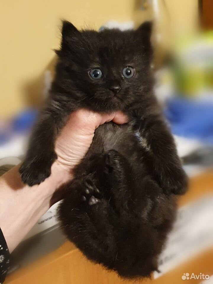 Котёнок ищет дом