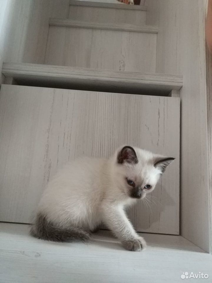 Отдам девочку-таечку