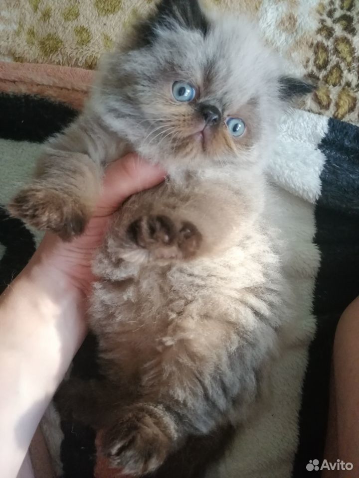 Пушистые непоседы