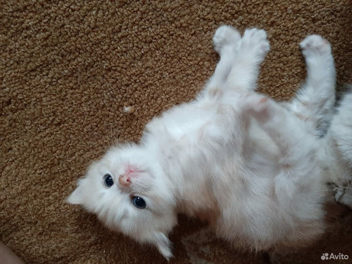 Котёнок от Мамы-британки