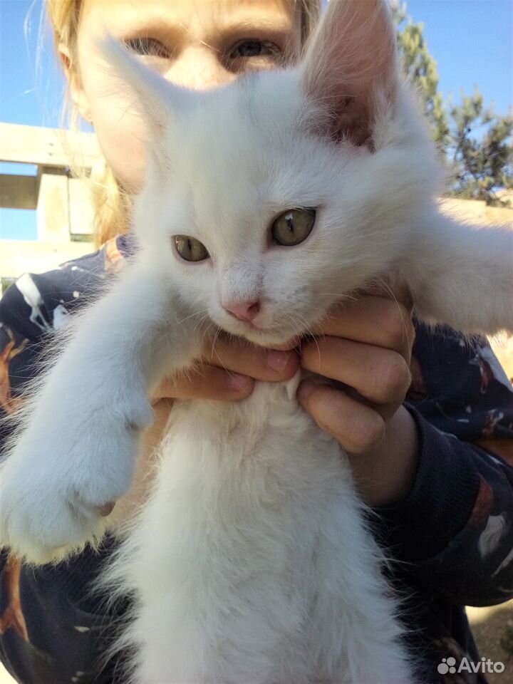 Котенок