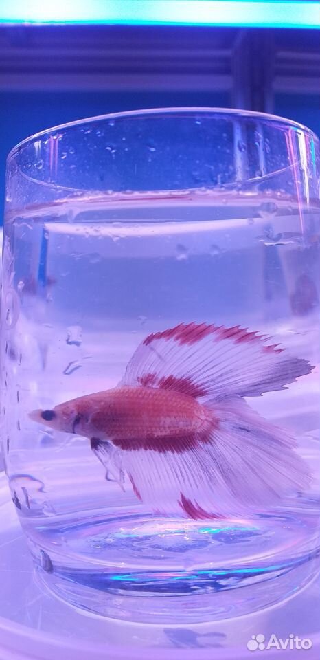 Рыбка петушок двухвостый бело-красный