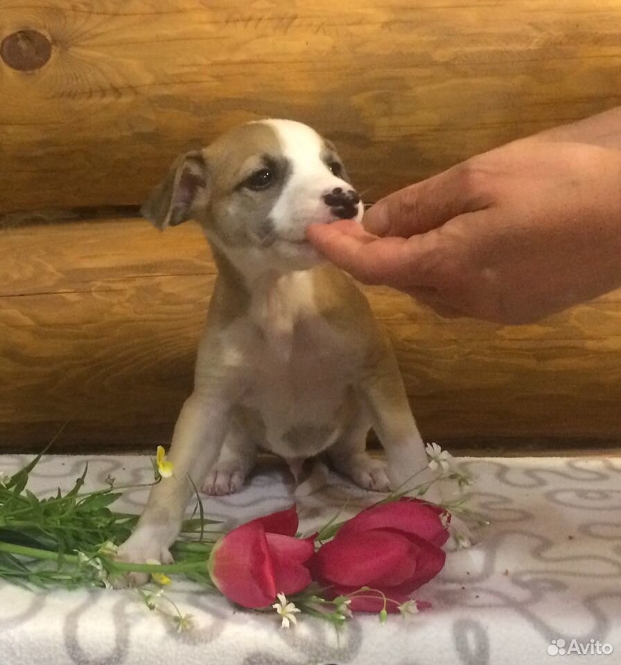 Кобель малой английской борзой (Уиппет)