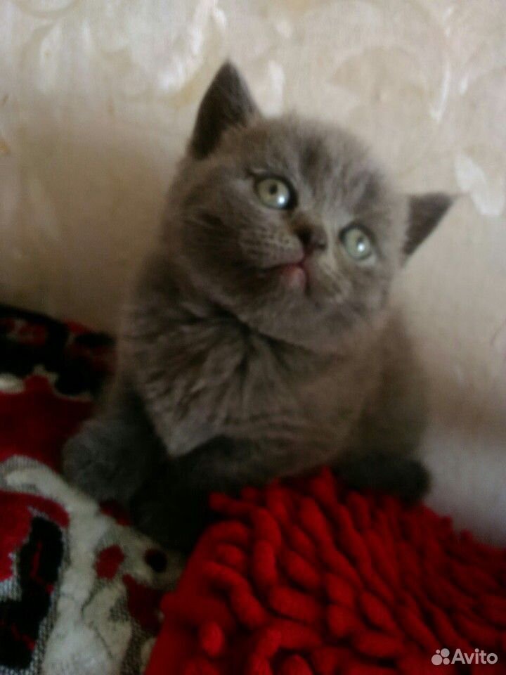 Шотландские котята
