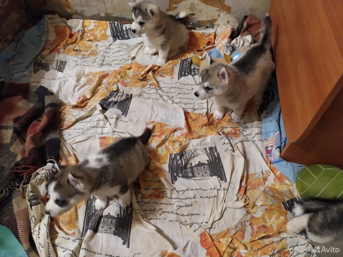 Хаски щенки