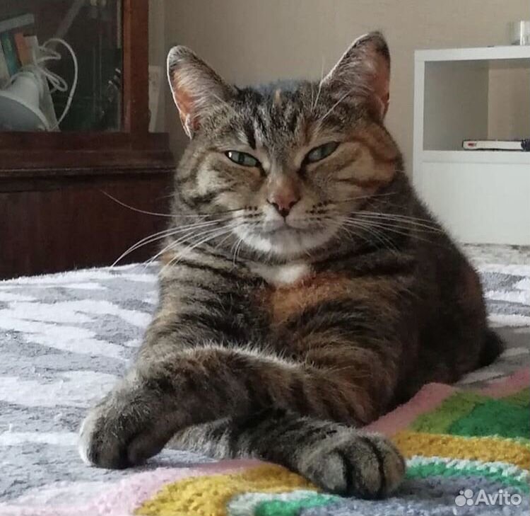 Китти в добрые руки