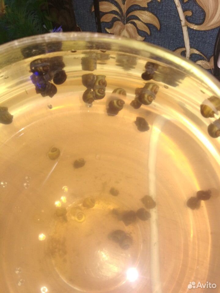 Улитки ампулярии